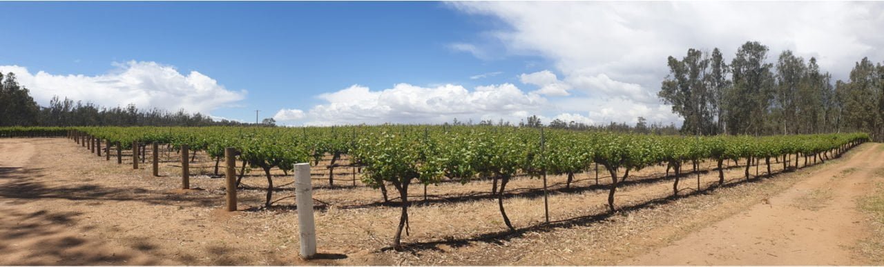 Cape Horn Vineyard | Echuca Moama Winery Tours