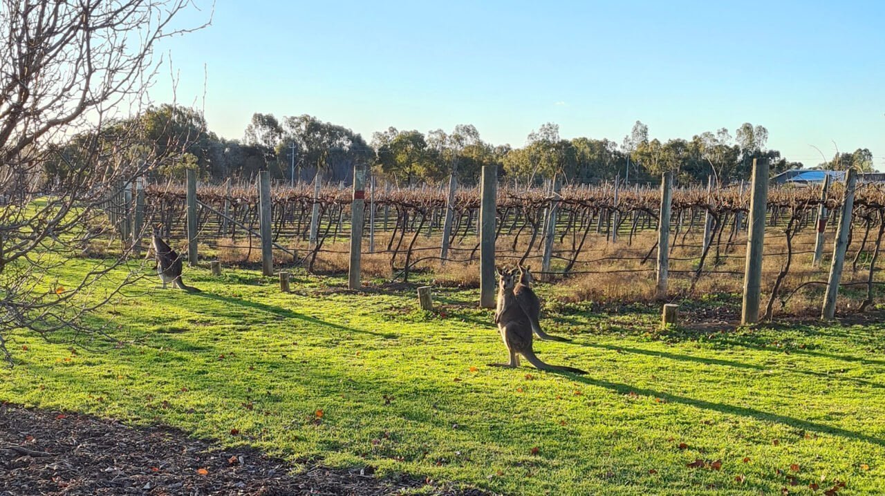 Echuca Wine Tours | Echuca Moama Winery Tours